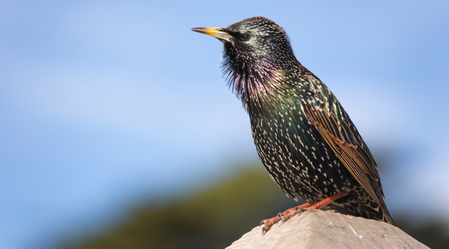 21 of the Most Common Backyard Birds