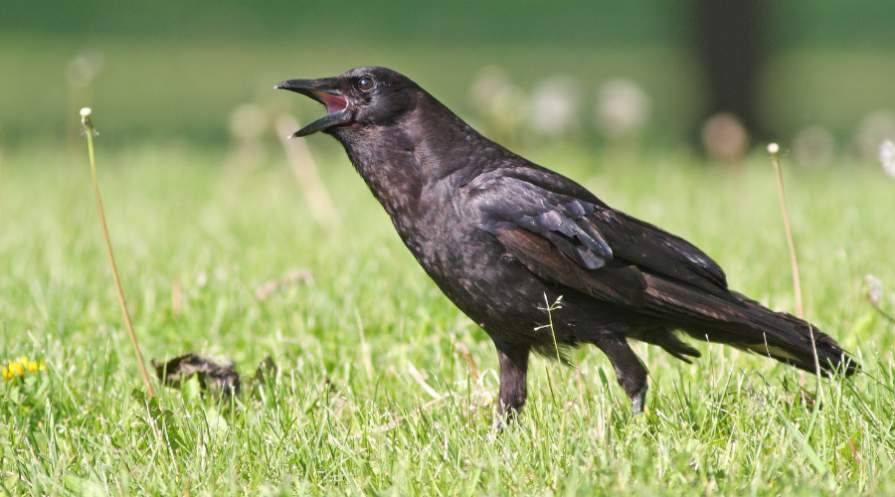 21 of the Most Common Backyard Birds