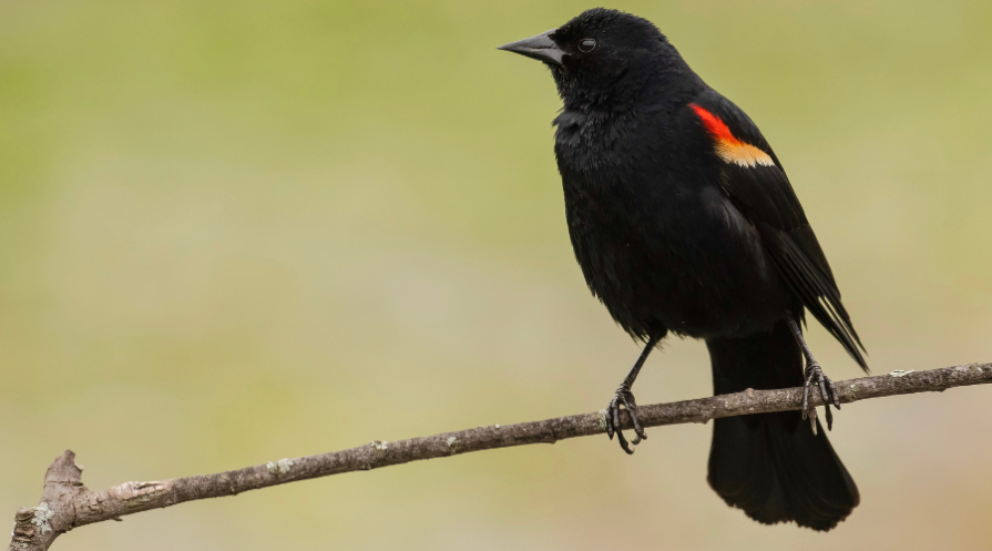 21 of the Most Common Backyard Birds