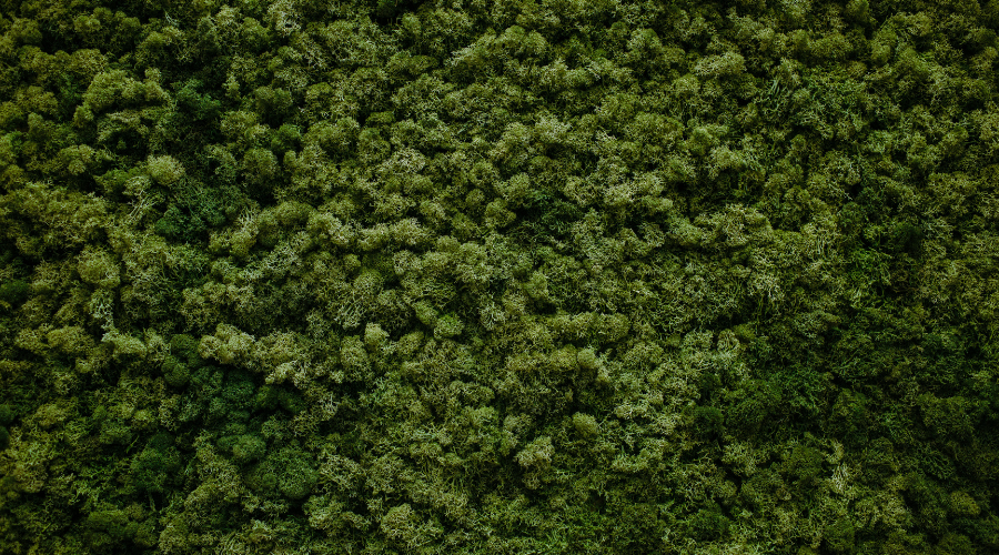 50 Moss Wall Ideas You'll Love In Your Home