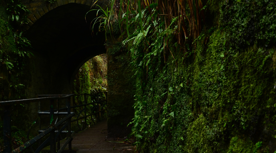 50 Moss Wall Ideas You'll Love In Your Home