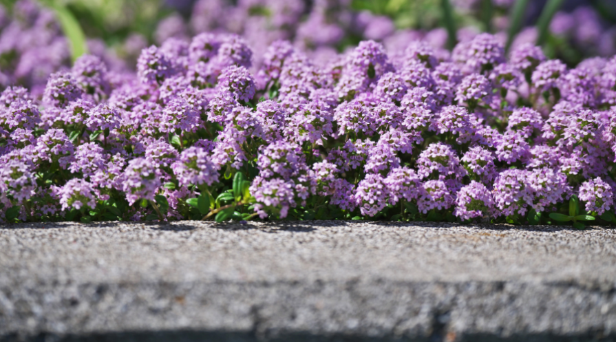 Retaining Wall Plants To Make Your Landscape Stand Out