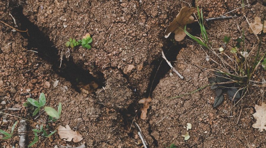 15 Plants That Fight Soil Erosion