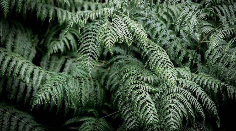 15 Plants That Fight Soil Erosion