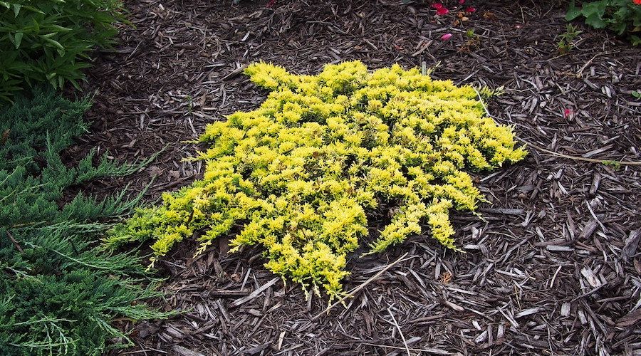 15 Plants That Fight Soil Erosion