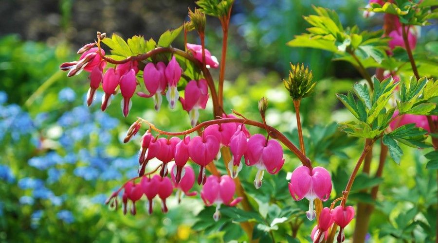 20 Of The Best Early Spring Flowers You Need To Plant