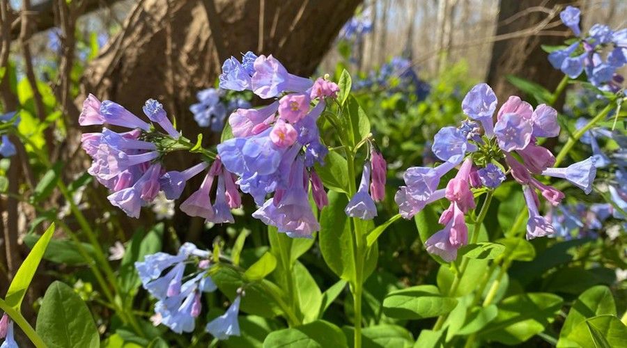 20 Of The Best Early Spring Flowers You Need To Plant