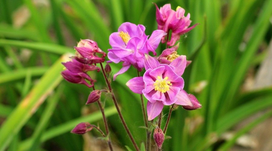 20 Of The Best Early Spring Flowers You Need To Plant