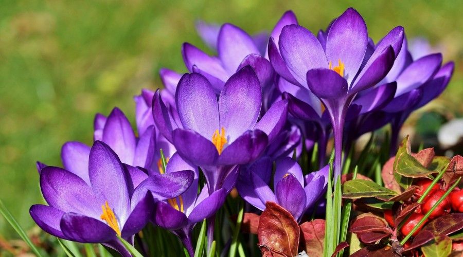 20 Of The Best Early Spring Flowers You Need To Plant