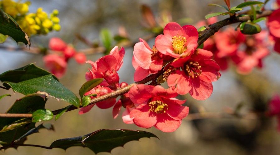20 Of The Best Early Spring Flowers You Need To Plant