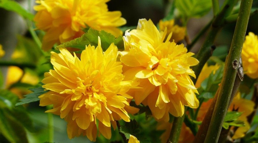 20 Of The Best Early Spring Flowers You Need To Plant