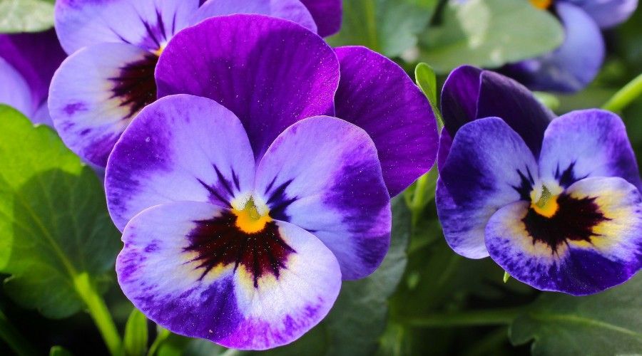 20 Of The Best Early Spring Flowers You Need To Plant