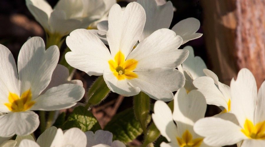 20 Of The Best Early Spring Flowers You Need To Plant