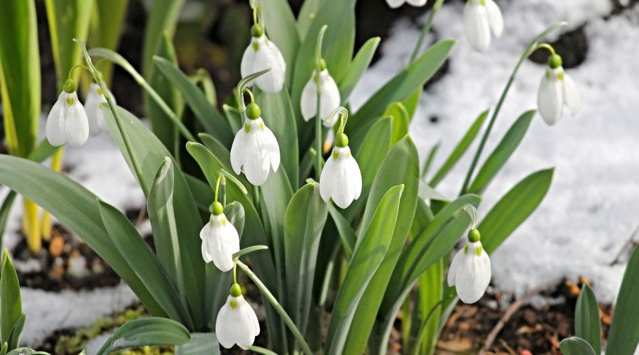 20 Of The Best Early Spring Flowers You Need To Plant