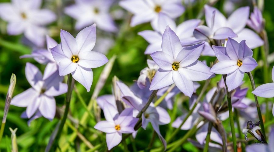 20 Of The Best Early Spring Flowers You Need To Plant