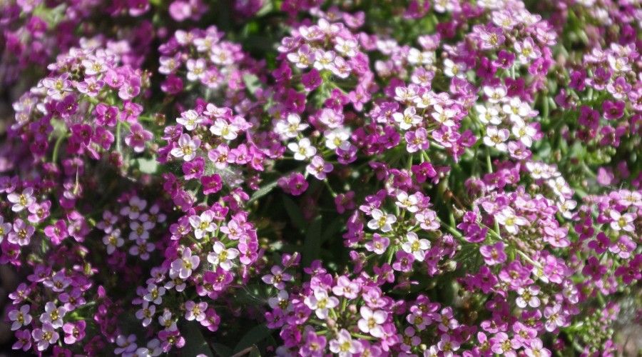 20 Of The Best Early Spring Flowers You Need To Plant