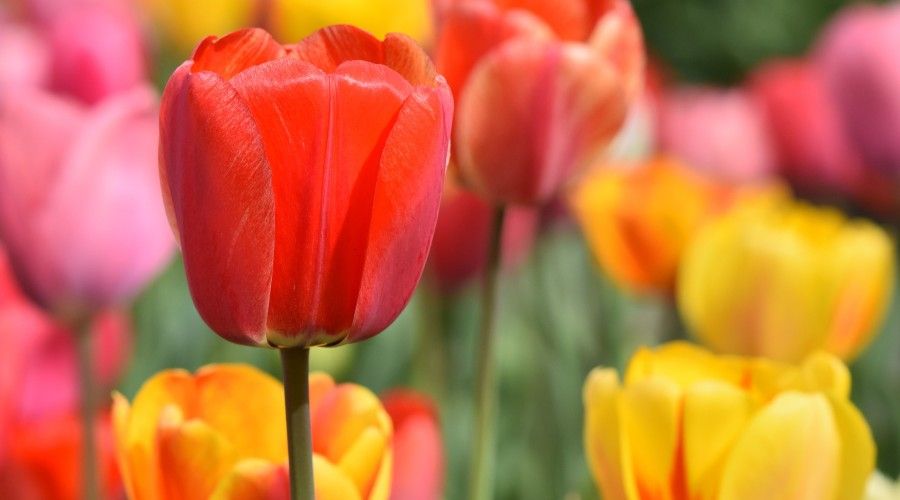 20 Of The Best Early Spring Flowers You Need To Plant