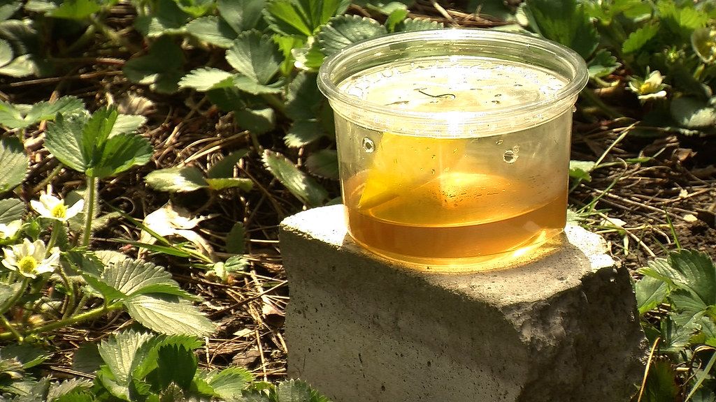 8 Ways To Use Banana Peels in Your Garden