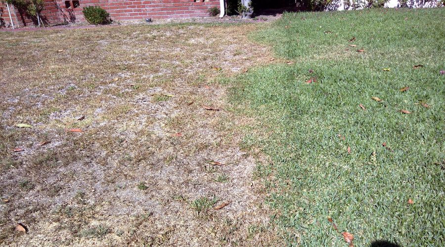 How To Fix an Over-Fertilized Lawn
