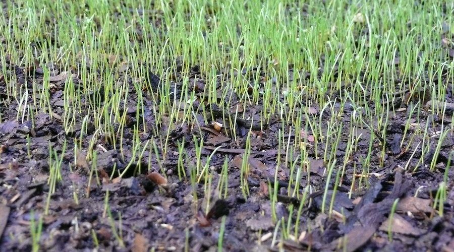 How To Fix an Over-Fertilized Lawn