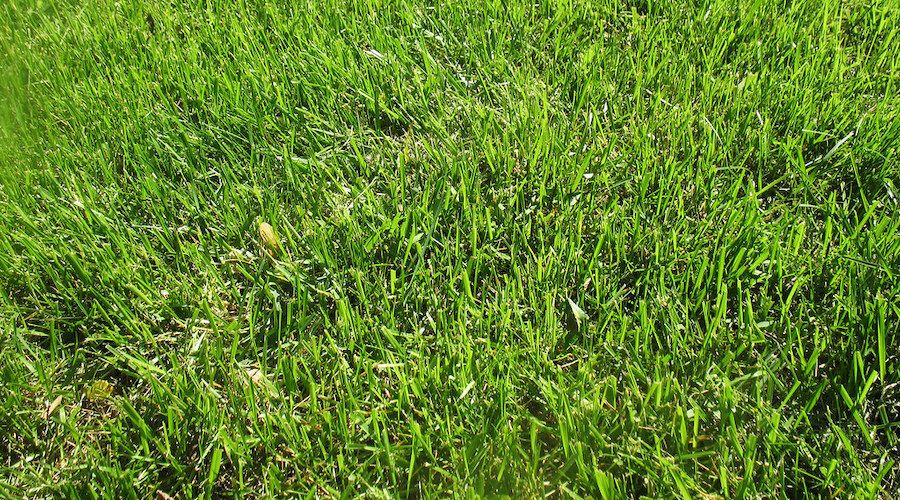 How To Fix an Over-Fertilized Lawn