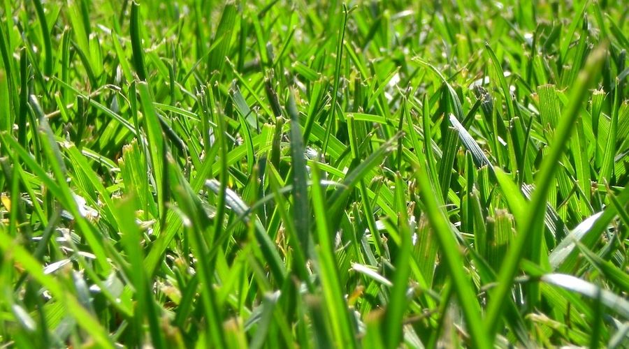 How To Fix an Over-Fertilized Lawn