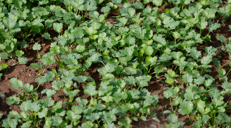 7 Garden Herbs to Plant in Spring