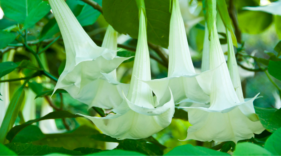12 Fragrant Outdoor Plants That’ll Make Your Garden Smell Amazing