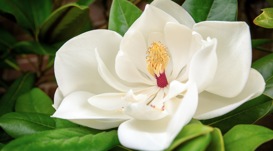 12 Fragrant Outdoor Plants That’ll Make Your Garden Smell Amazing