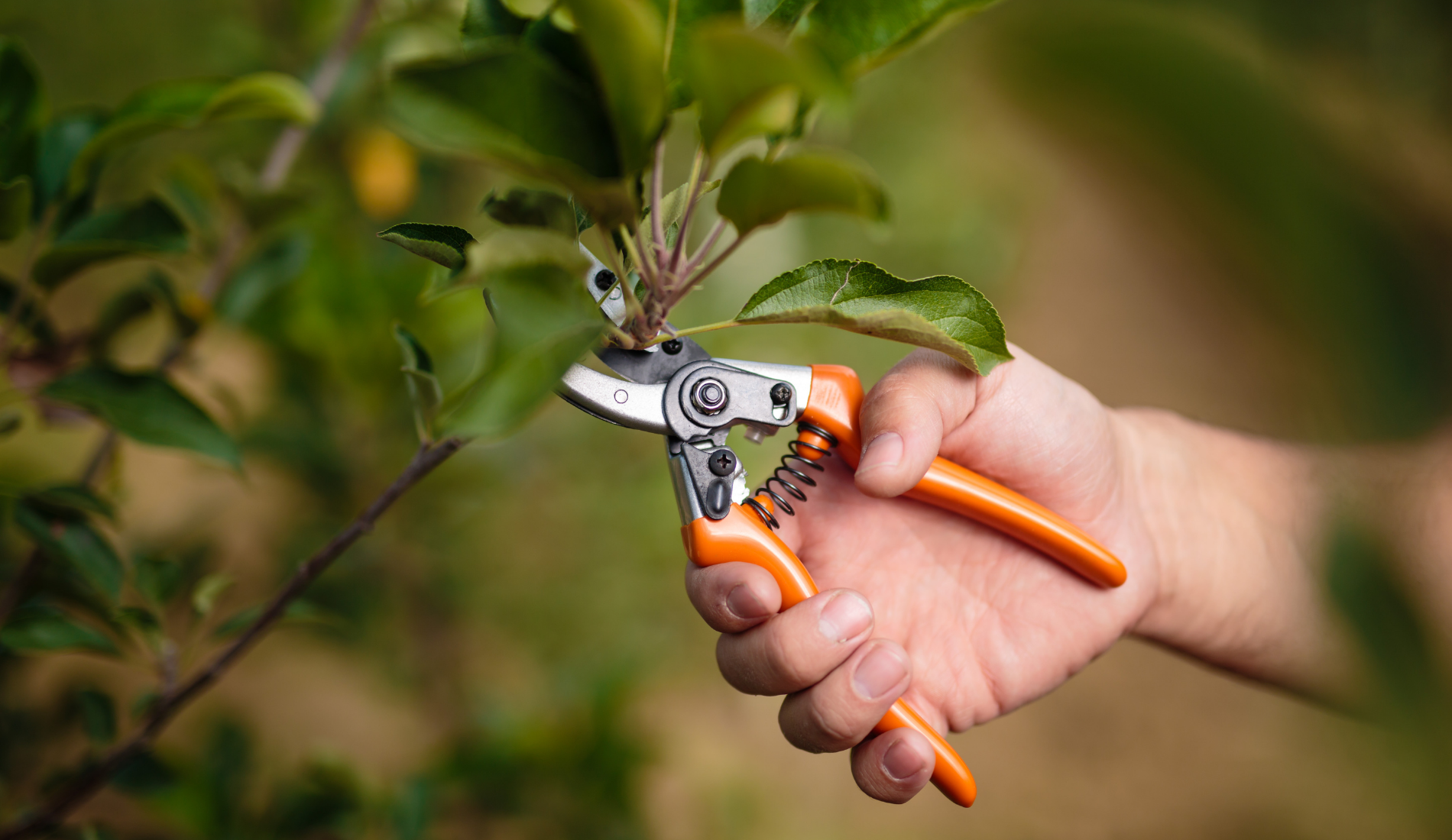 Types of Pruning Cuts and When To Use Them