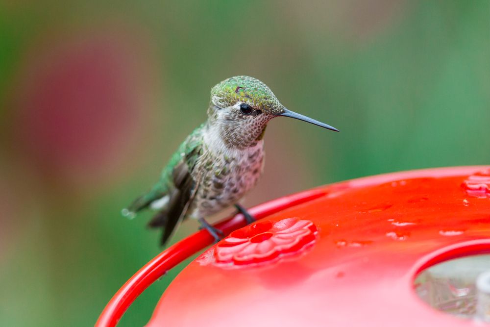How To Create The Ideal Backyard Hummingbird Habitat