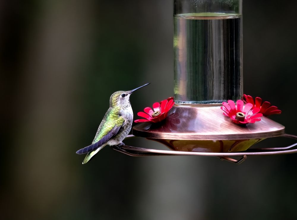 How To Create The Ideal Backyard Hummingbird Habitat