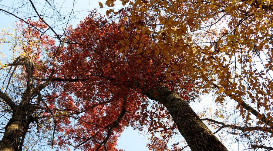 8 Fast-Growing Shade Trees