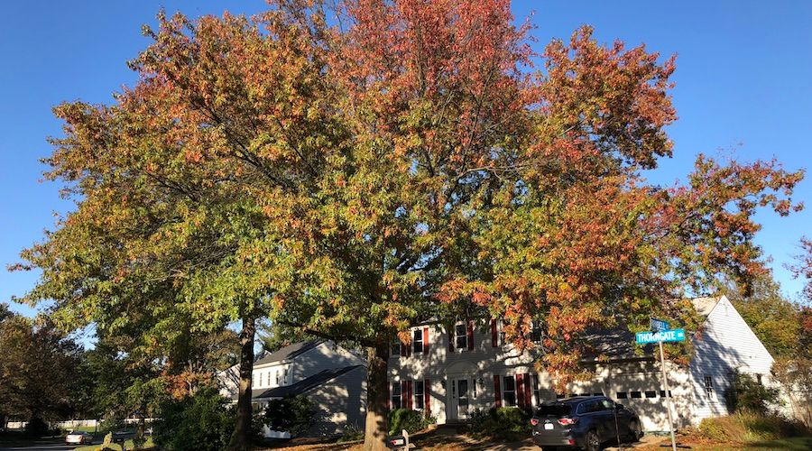 8 Fast-Growing Shade Trees