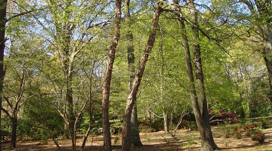 8 Fast-Growing Shade Trees