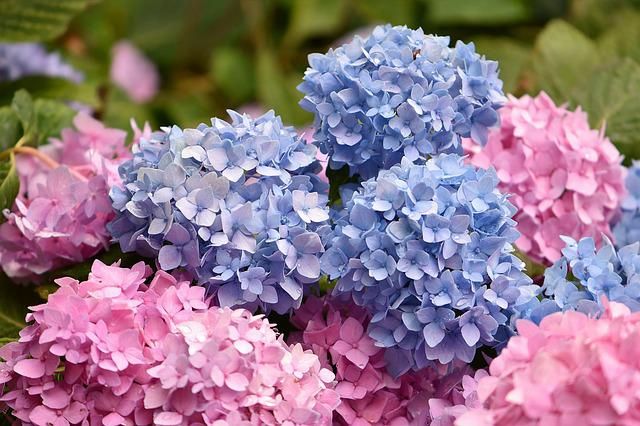 7 Tips on Hydrangea Care