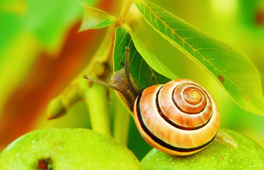 How To Get Rid of Snails In Your Garden