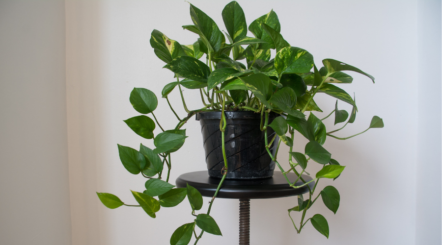 Pothos Guide: How to Care for a Devil's Ivy Plant
