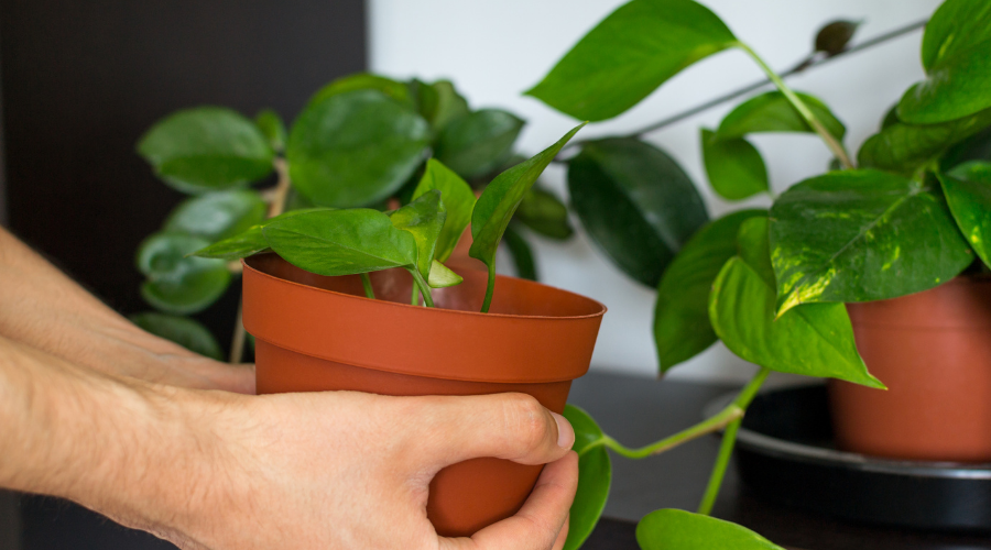 Pothos Guide: How to Care for a Devil's Ivy Plant