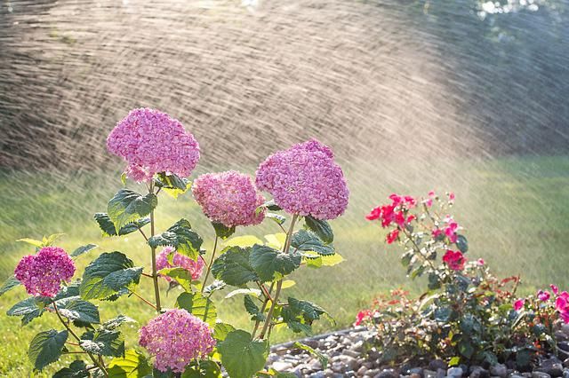 7 Tips on Hydrangea Care