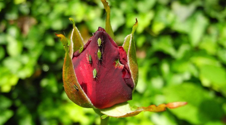 Avoid These Common Rose-Growing Mistakes