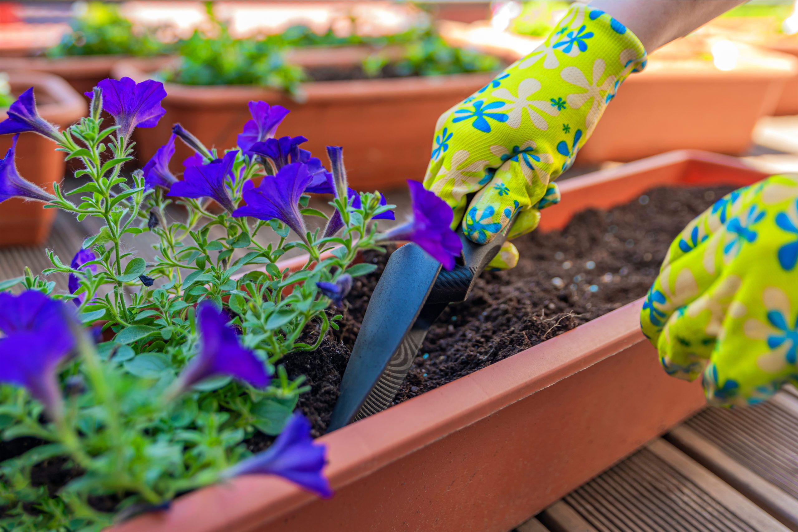 The Best Potting Soil For Container Plants