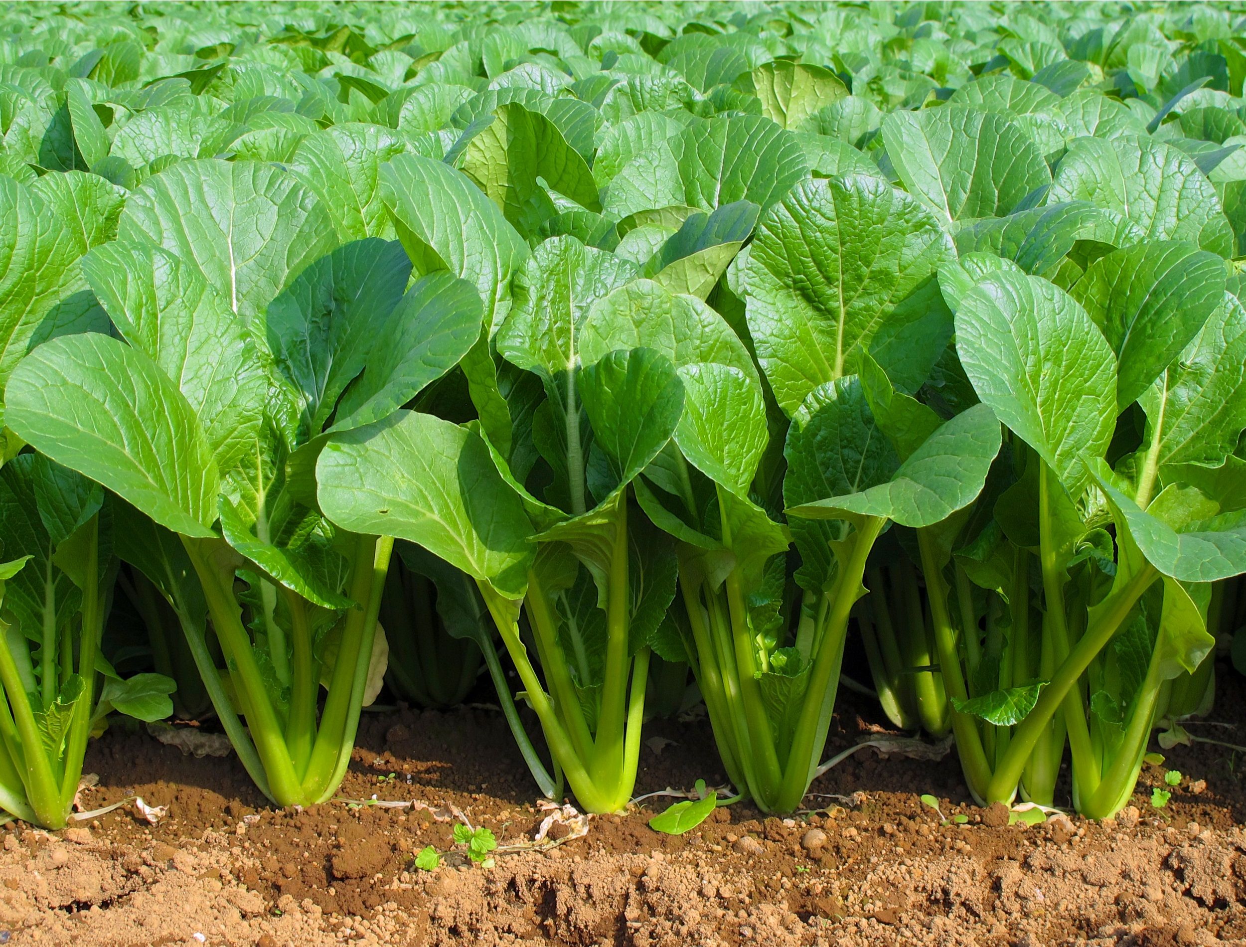 How to Grow Spinach