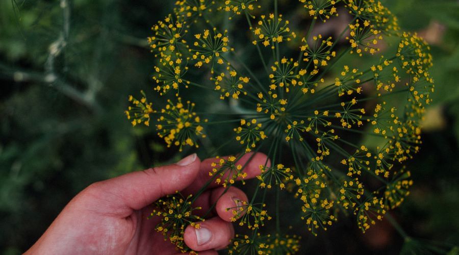 How to Harvest Dill