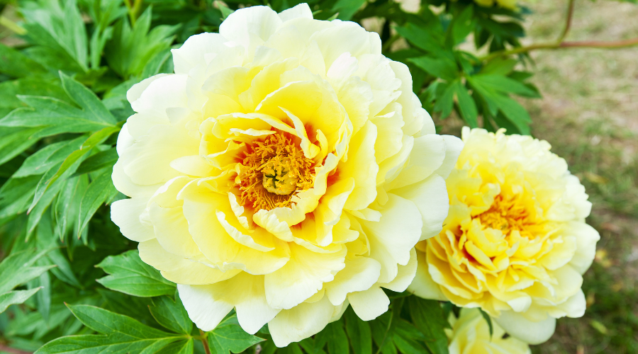 10 of the Most Beautiful Peonies To Grow In Your Garden