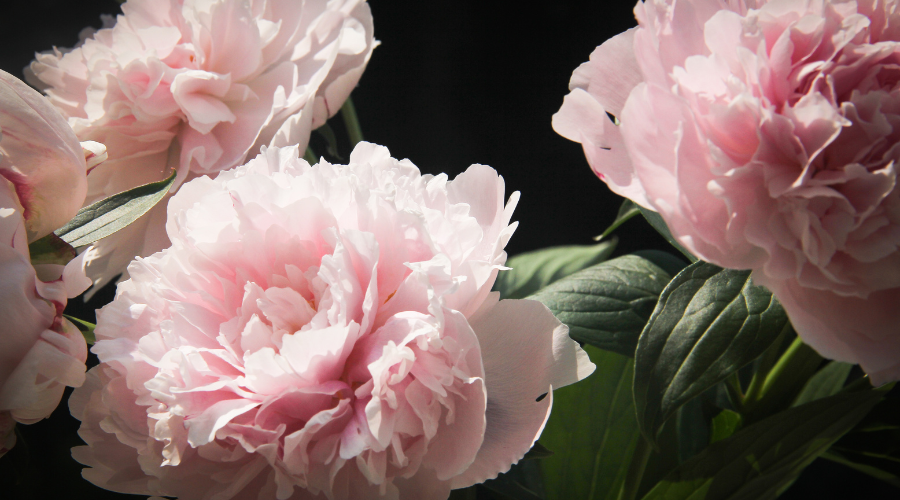 10 of the Most Beautiful Peonies To Grow In Your Garden