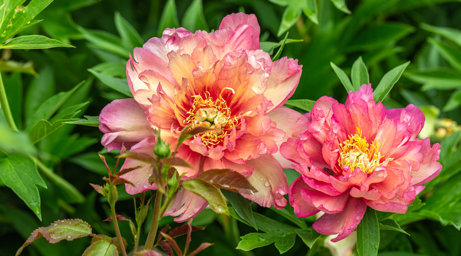 10 of the Most Beautiful Peonies To Grow In Your Garden