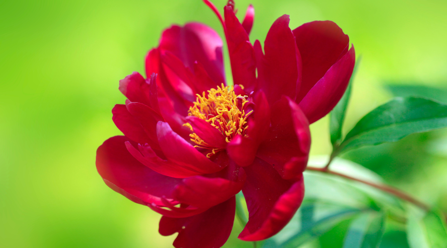 10 of the Most Beautiful Peonies To Grow In Your Garden