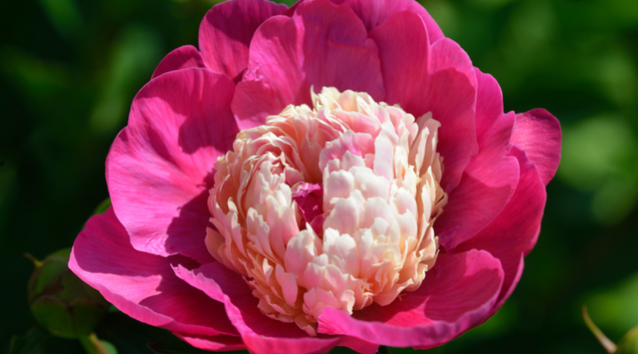 10 of the Most Beautiful Peonies To Grow In Your Garden