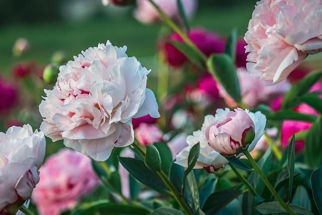 10 of the Most Beautiful Peonies To Grow In Your Garden